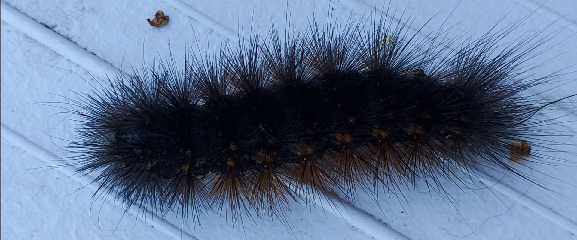 Salt Marsh Tiger Moth Caterpillar Estigmene Acrea Missoula salt-marsh-tiger-moth-caterpillar-estigmene-acrea-missoula